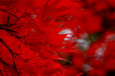 배경 화면 빨간 팹 자연 잎 단풍 검색 베스트 Tjs 캘러웨이 가든 블루 베리 공상가 슈퍼 샷 Tjd