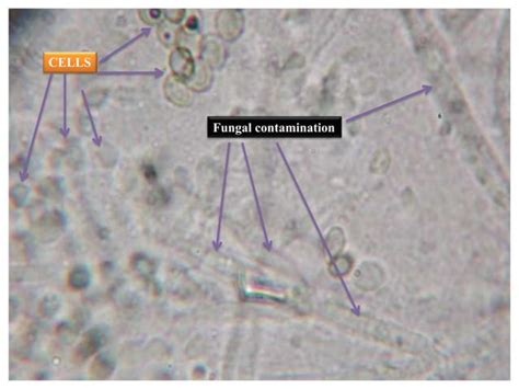 Identifying Cell Culture Problems Lecture 7