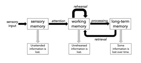 Memory Guest Lecture Flashcards Quizlet
