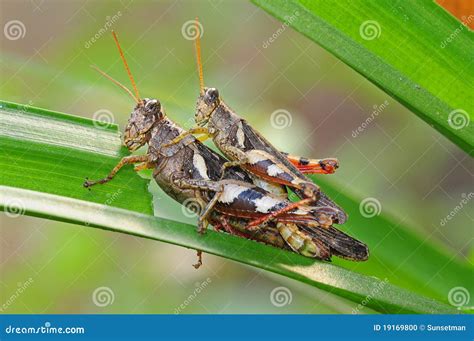 Mating Grasshopper Stock Photo Image Of Closeup Biology