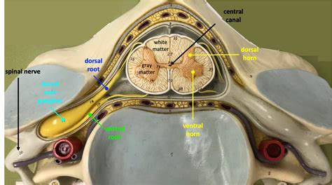 Spinal Cord Anatomy 375 Human Physiology In Health And Disease Pbio 375