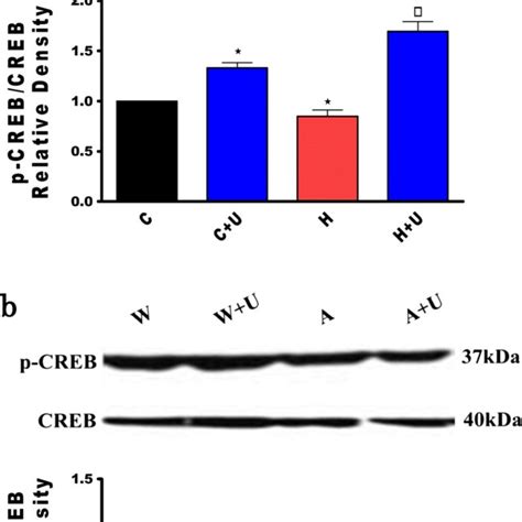 Effect Of Dor Activation On Creb Phosphorylation In Hek293t Cells With