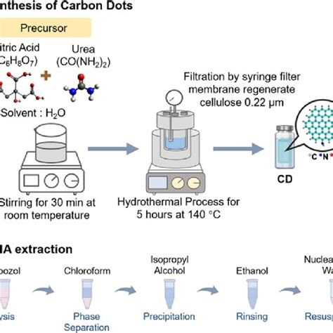 Method Of Experiment Diagrams A Cds Synthesis Process With The Download Scientific Diagram