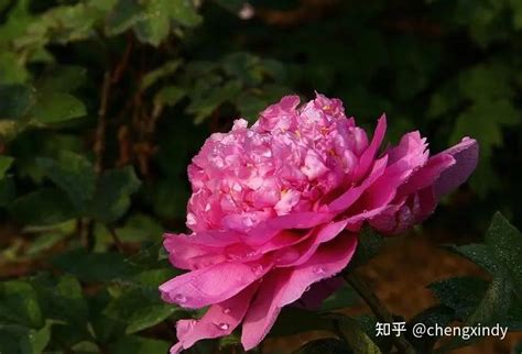 富贵论坛官网简介哪个是真的富贵网址 知乎