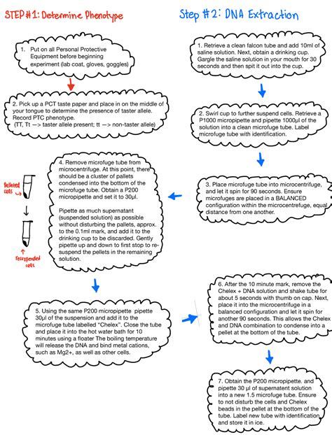 Lab Flowchart STEP DeterminePhenotype Step DNA Extractions Myjmm Sju It I