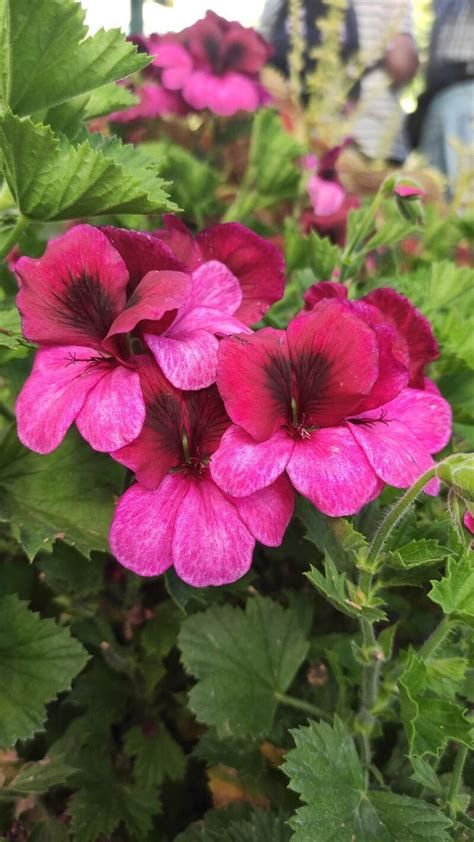 How To Grow Pelargonium Grandiflorum Earthone
