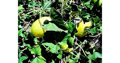 Сеитба на дини и пъпеши Български Фермер