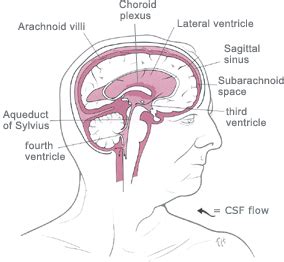 Cerebrospinal Fluid CSF Antranik Org