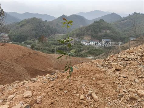 “植”此青绿，共建美丽乡村 商达公用“绿色朱湾行”公益植树活动 浙江商达公用集团有限公司