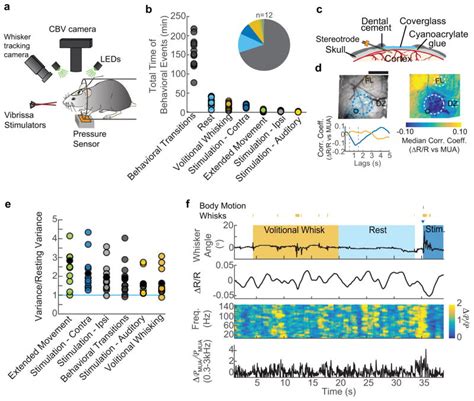 Weak Correlations Between Hemodynamic Signals And Ongoing Neural