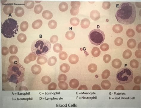 AP LAB MIDTERM Flashcards Quizlet AP LAB MIDTERM Flashcards Quizlet