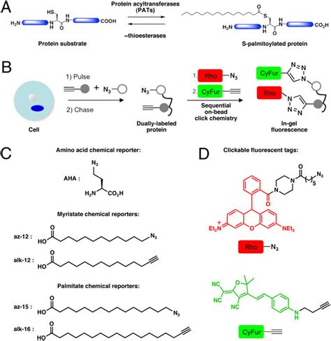 Tandem Fluorescence Approach To Imaging S Palmitoylation Turnover On Download Scientific
