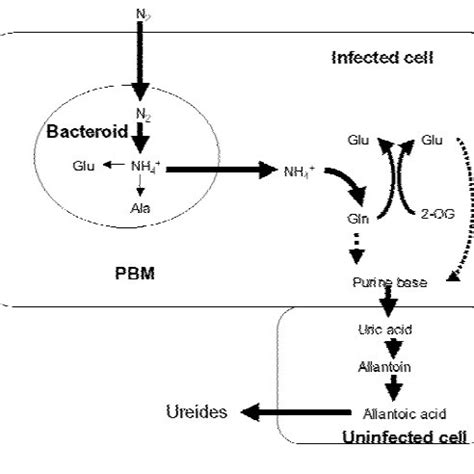 Structure Of Soybean Root Nodule Download Scientific Diagram