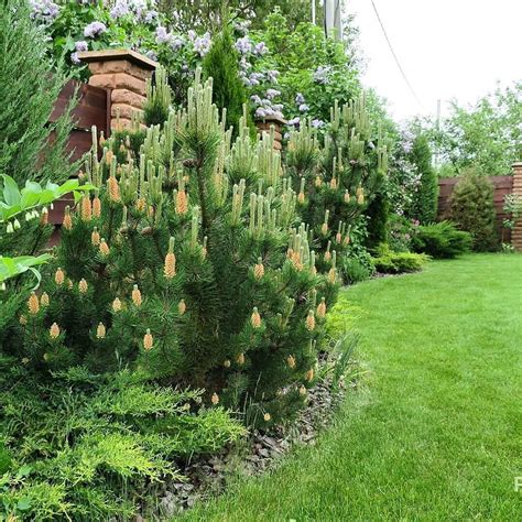 Горная сосна в ландшафтном дизайне 68 фото