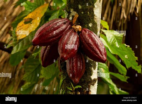 Cocoa Trees In The Amazon Rainforest At Sebastian Belbin Blog