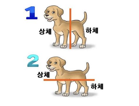 강아지 상체 하체 논란 종결시킨 뉴진스 하니 인스티즈 Instiz 이슈 카테고리