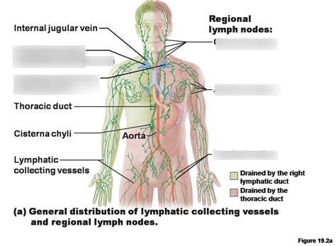 Lymphatic System Lab Quiz Diagram Quizlet