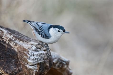 Free Photo White Breasted Nuthatch Nature Wood Wings Free
