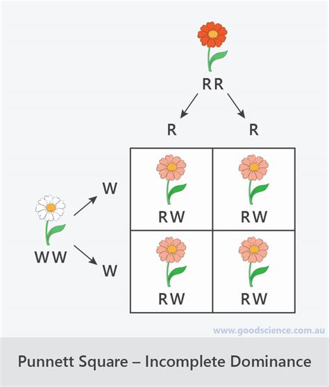 Hair Color Genetics Punnett Square At Hamish Geake Blog