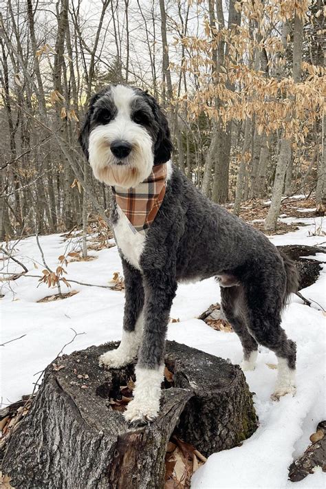 When Is A Sheepadoodle Full Grown Size And Age Fully Grown