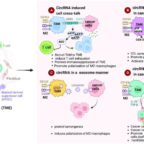 Circular Rnas Circrnas Regulate Macrophage Polarization To Promote Download Scientific