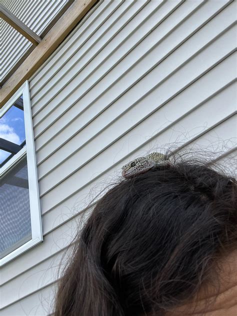 Hey I Cant Find My Gecko Do You See Her Rleopardgeckos
