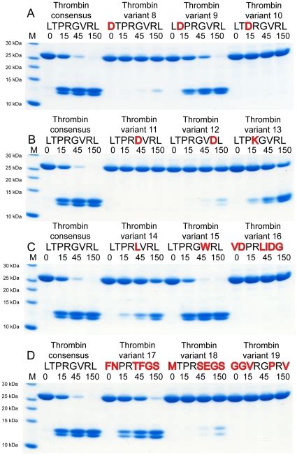 The Extended Cleavage Specificity Of Human Thrombin Pmc