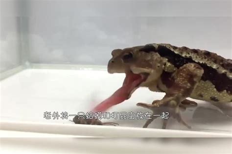蛤蟆一口吞下打屁虫生化炸弹瞬间在体内爆开吐得蛤蟆腿软 蛤蟆 生化 炸弹