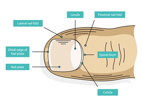 Common Nail Conditions Diagnosis And Treatment Options