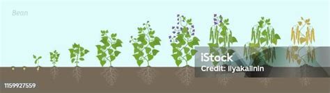 뿌리와 콩 식물의 성장 단계 토양에 콩 가족 Fabaceaa단계는 숙성 기간을 설정합니다 라이프 사이클 애니메이션 진행 개발에 대한 스톡 벡터 아트 및 기타 이미지 Istock