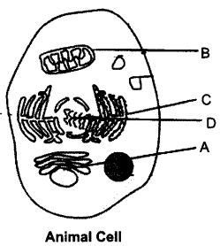 Extra Questions For Class 9 Science Chapter 5 The Fundamental Unit Of