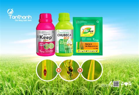 Lúa Trổ Không Lo Nấm Khuẩn