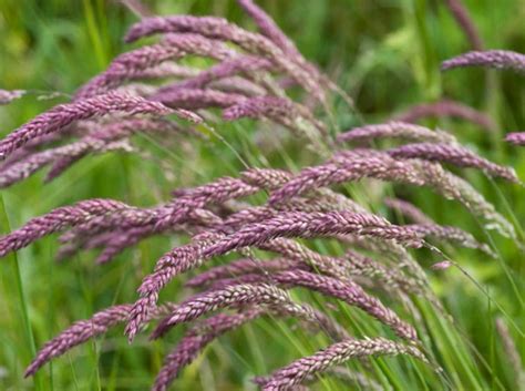 How To Identify Common Uk Grasses