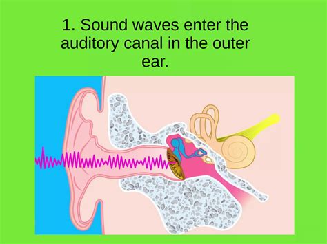 How The Ear Works PPT
