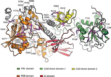 Biomolecules Special Issue RNA Binding ProteinsStructure Function Networks And Disease