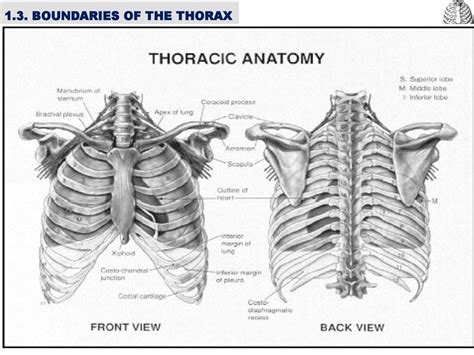 Грудная клетка вид спереди рисунок 80 фото