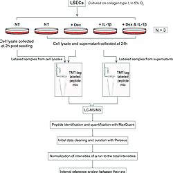 Overview Of The Experimental Setup For The TMT Proteomics Study