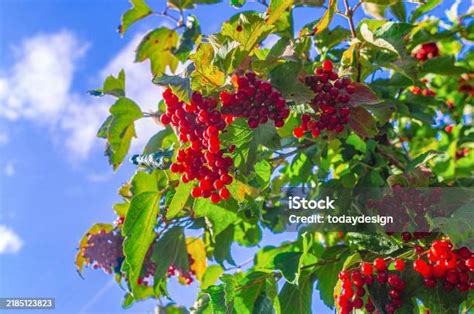 녹색 잎을 가진 빨간 Viburnum 열매 푸른 하늘 배경입니다 가을 카드 화면 보호기 선택적 초점 0명에 대한 스톡 사진 및 기타 이미지 Istock