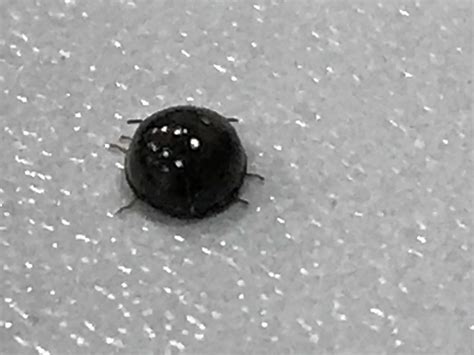 Bug Identification What Is This Round Shiny Black Bug About 10mm Long Found In Singapore