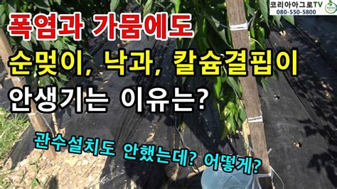 고추농사 두둑을 무조건 높게 해야하는 이유 Youtube