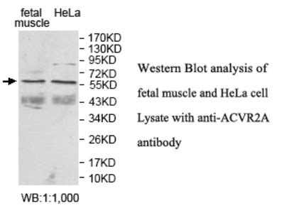 Anti Actriia Antibody Products Biocompare