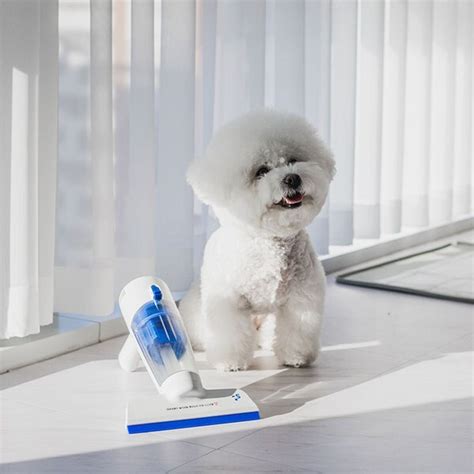 강아지 털과 오줌 어떻게 청소하지 😫 비마이펫