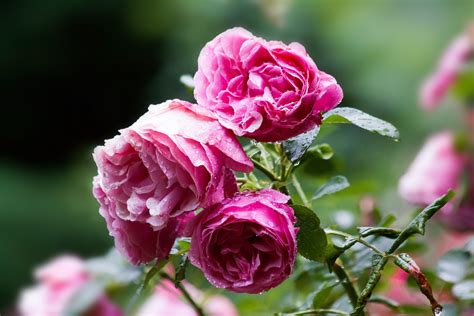 무료 이미지 자연 비 꽃잎 빗방울 여름 장미 꽃 녹색 담홍색 플로라 종류 아름다움 플로리 분다 향기 매크로 사진 꽃 피는 식물 정원 장미