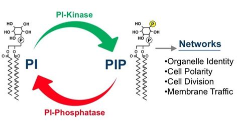 Phosphoinositide Lipid Signaling The Emr Lab