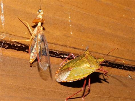 ヒメカマキリモドキ ロッジ溪山 公式