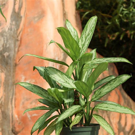 Aglaonema Silver Queen Maris Gardens