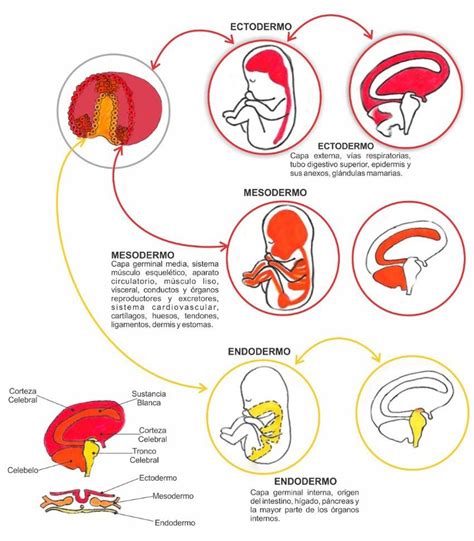 En Esta Imagen Se Muestran Las Tres Capas Germinativasectodermo