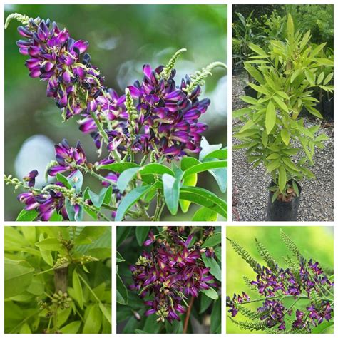 สายพันธุ์วิสทีเรียยอดนิยมที่ออกดอกได้ดี พันธุ์ไม้ขายแหลก