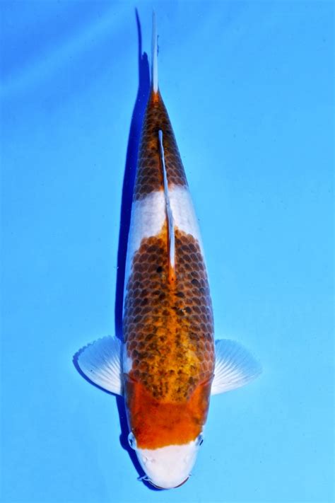 Koi-Auktion: Koi KOROMO