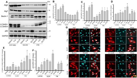 Mouse Gbm Cell Line Gl261 Atcc Bioz